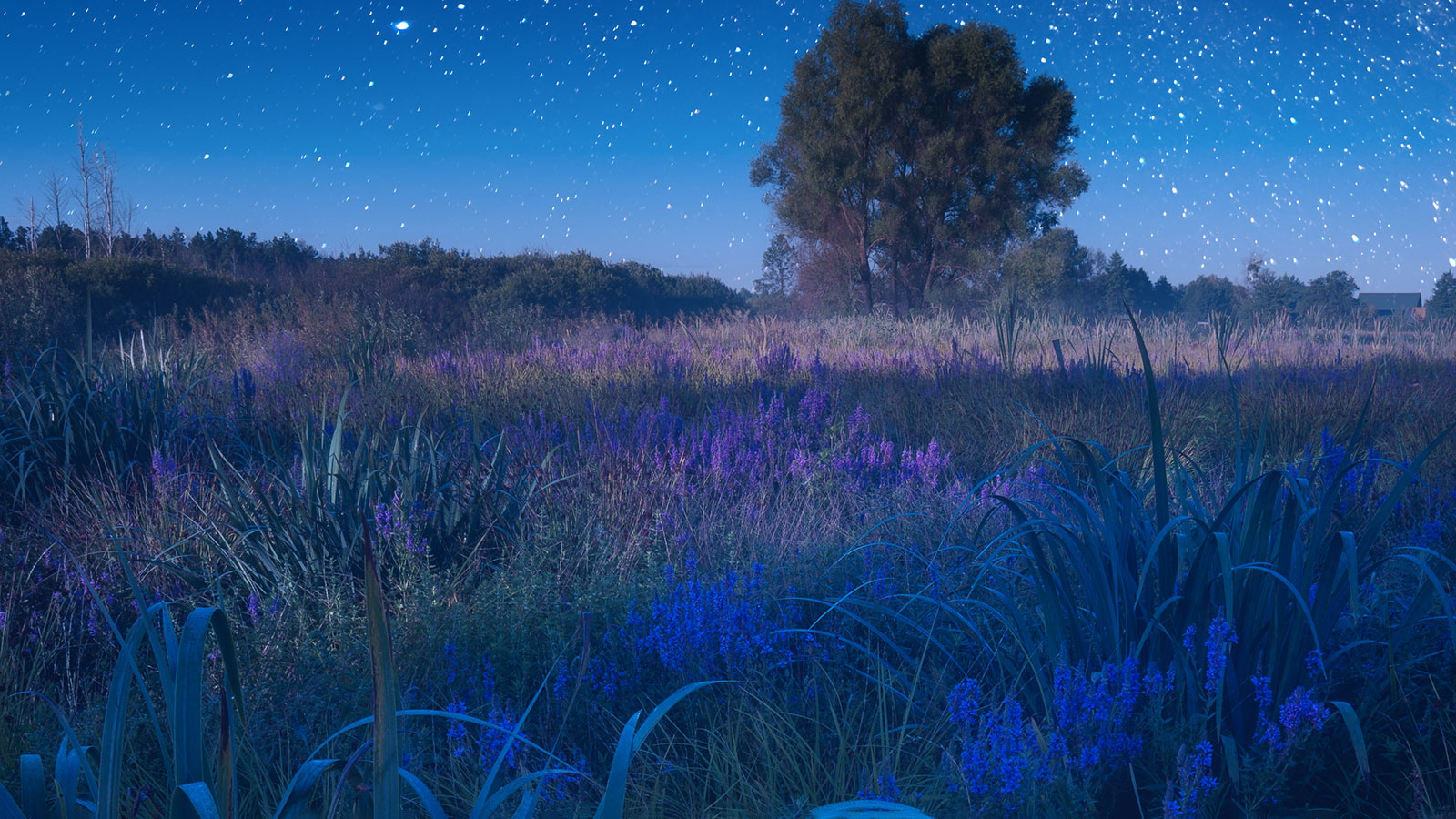 True Calling Freebie - Siobhan Davis